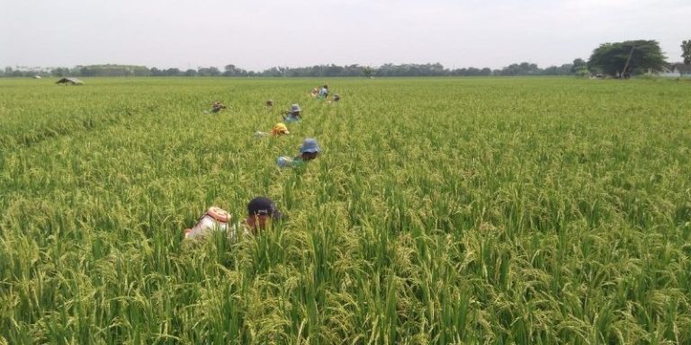 b. Peran Agrikultur di Indonesia