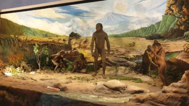 Penemuan fosil manusia purba di Indonesia