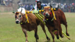 Karapan Sapi Madura: Pesona Balapan Sapi Tradisional