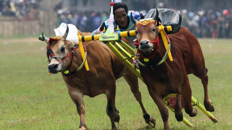 Karapan Sapi Madura: Pesona Balapan Sapi Tradisional